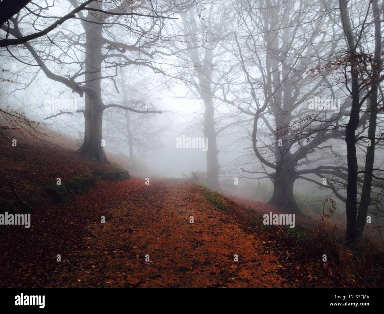 Misty path hi-res stock photography and images - Alamy