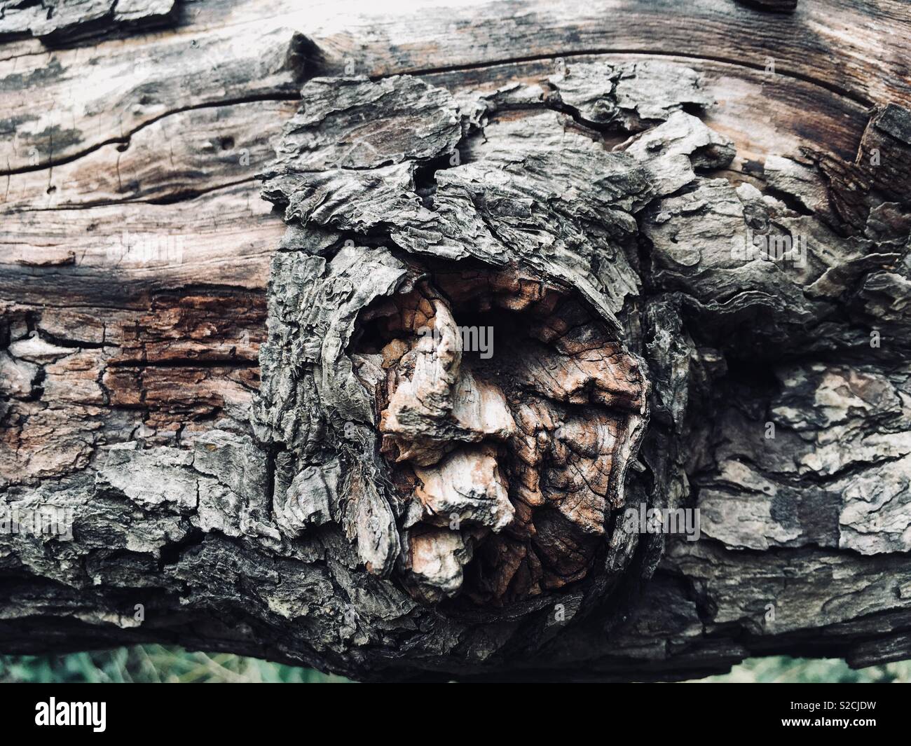 Tree bark face hi-res stock photography and images - Alamy