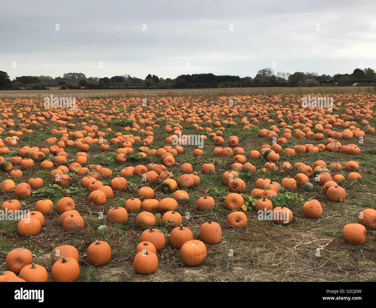 Pumpkin field hi-res stock photography and images - Alamy