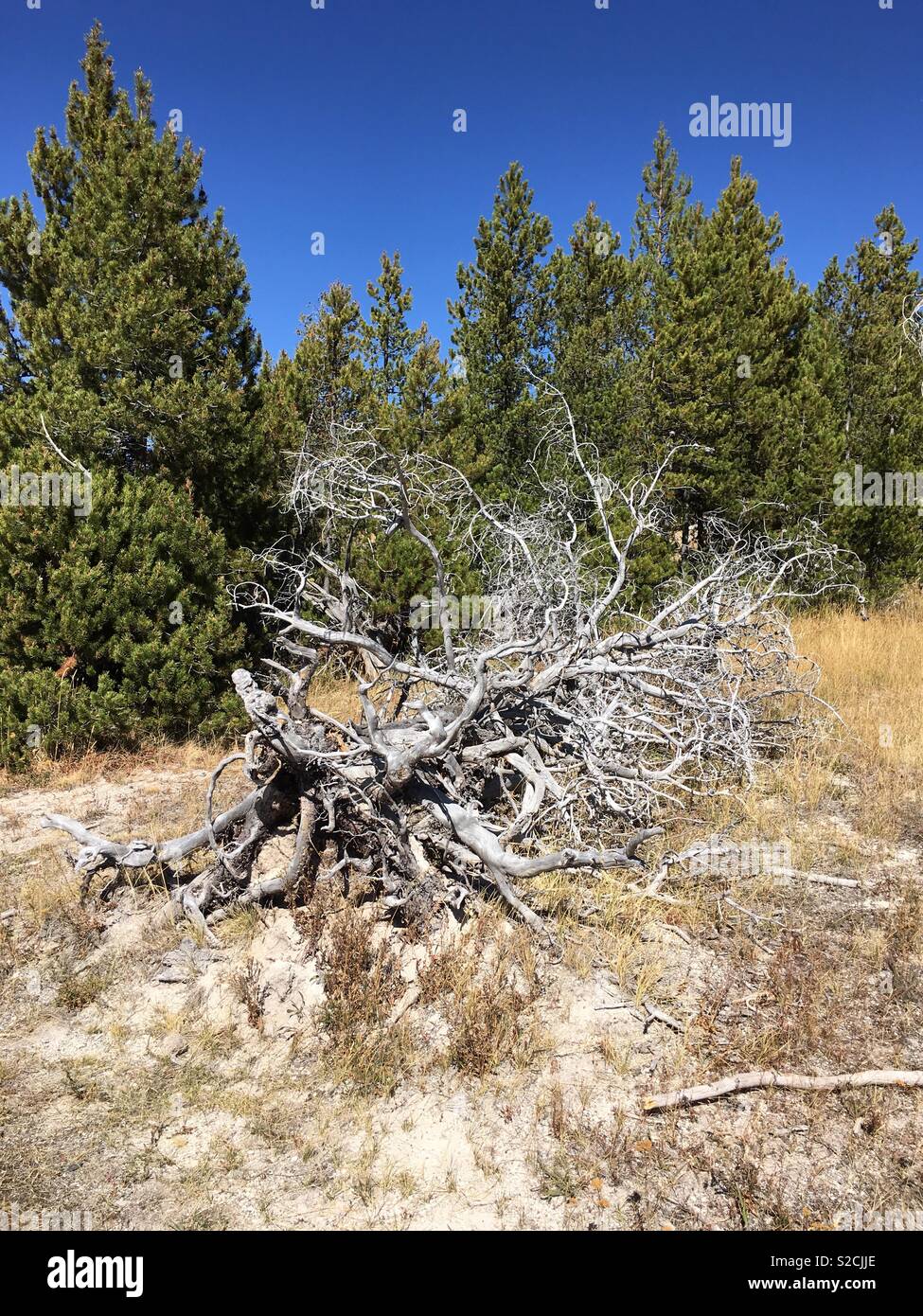 Nature dead hi-res stock photography and images - Alamy