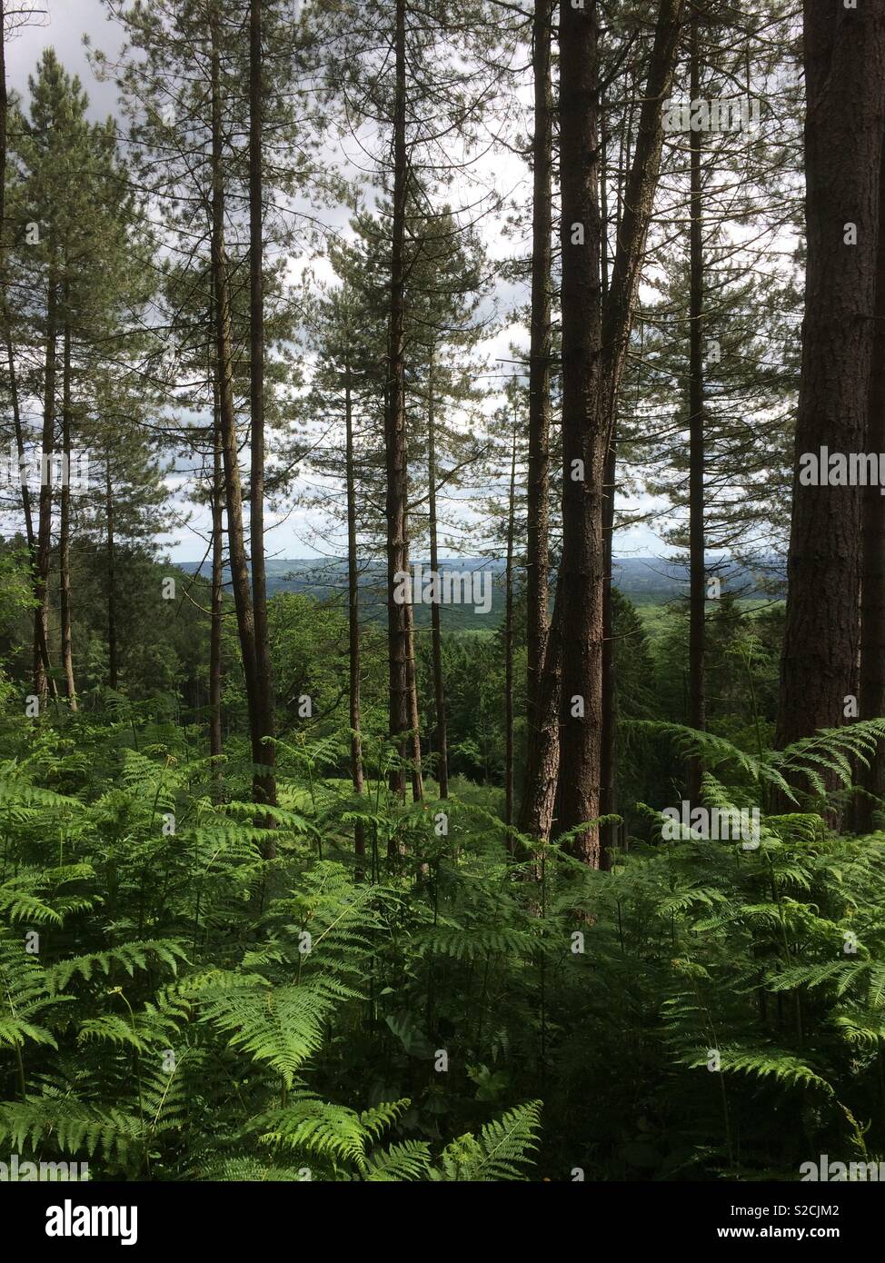 Tall Tree Fern High Resolution Stock Photography and Images - Alamy