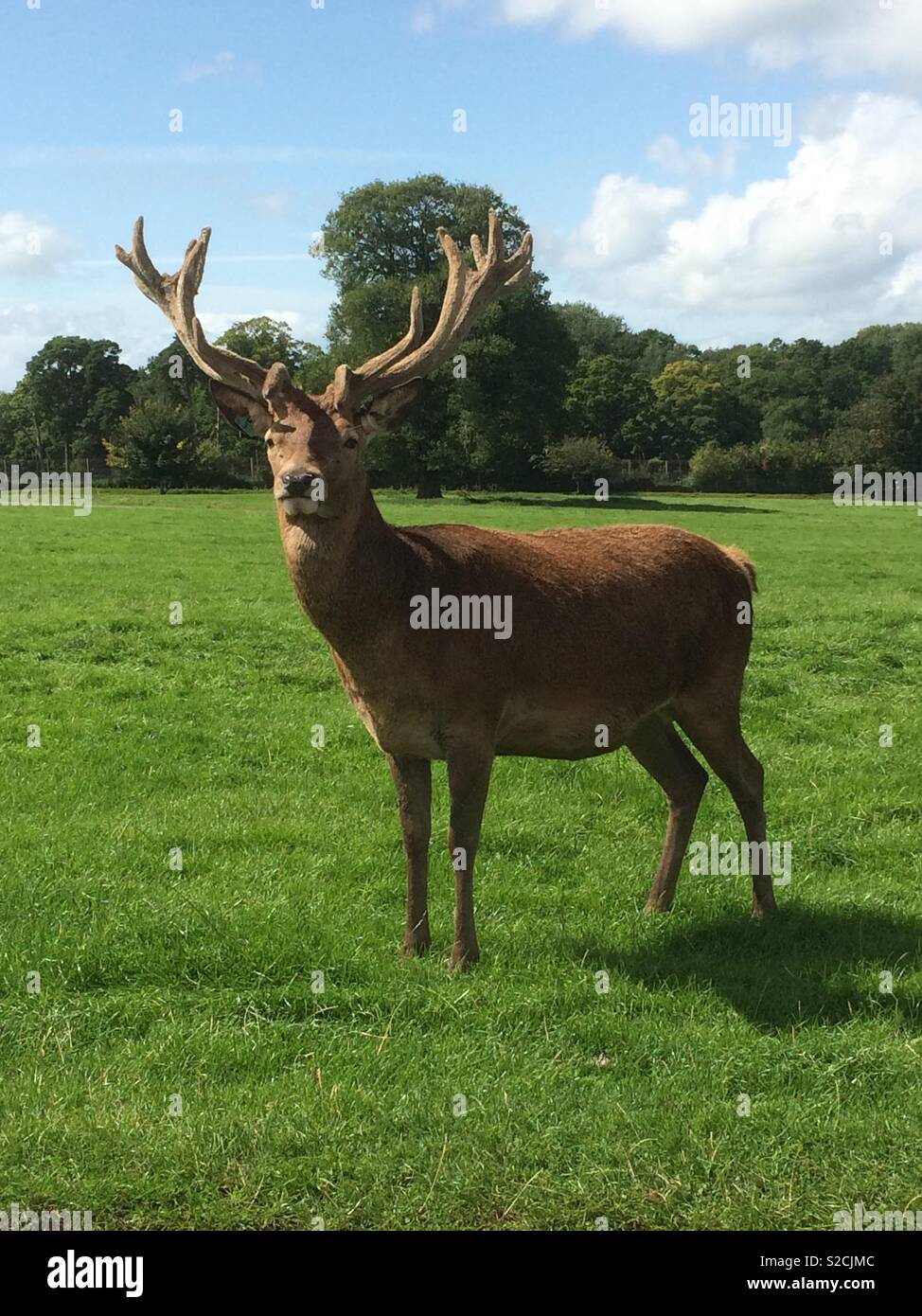 Stag Stock Photo - Alamy