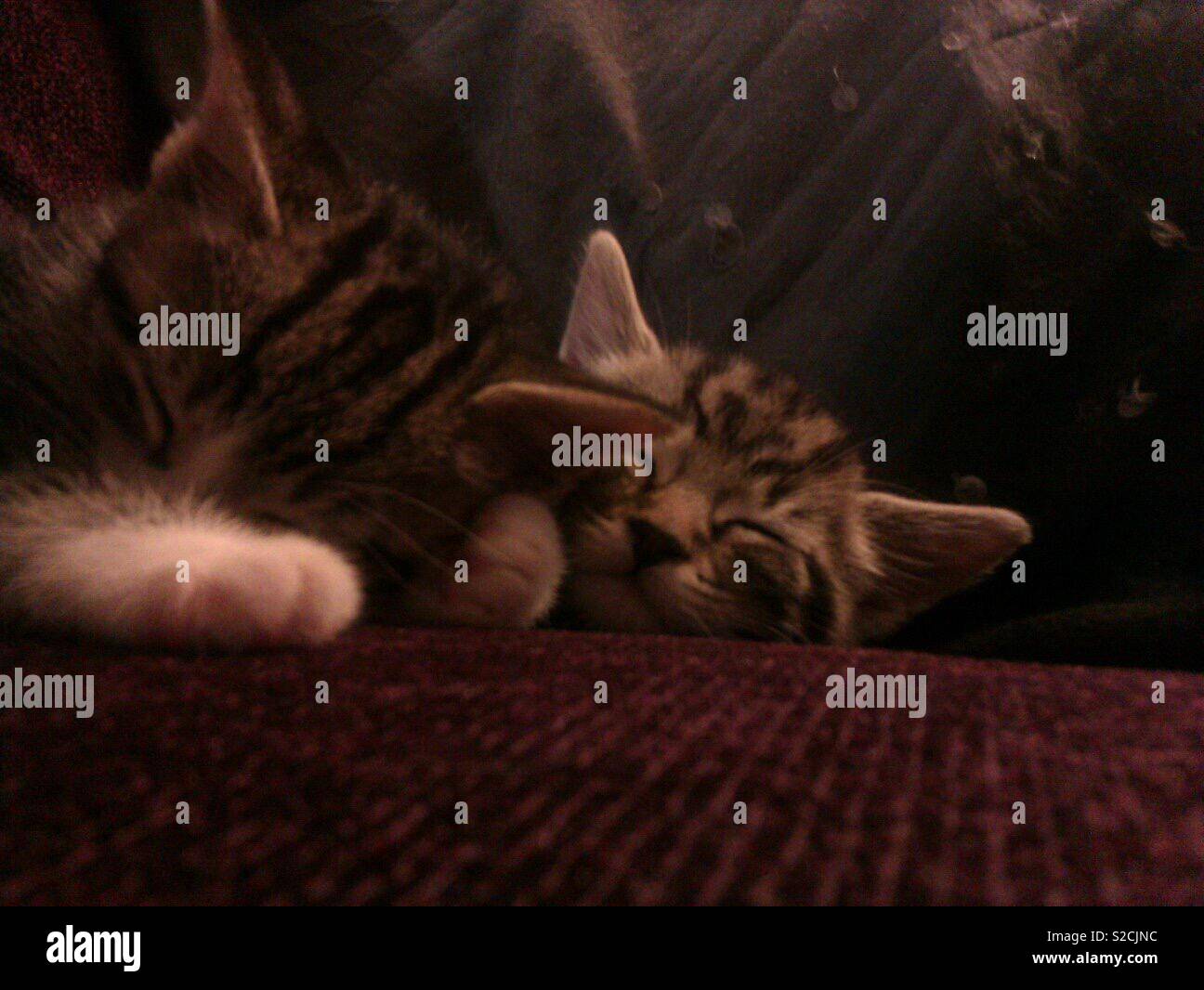 Kitten, cute, sleeping Stock Photo - Alamy
