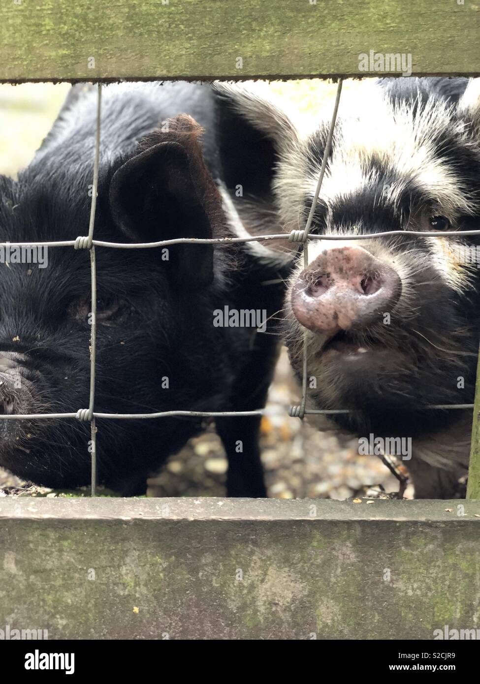 Half Pigs High Resolution Stock Photography and Images - Alamy