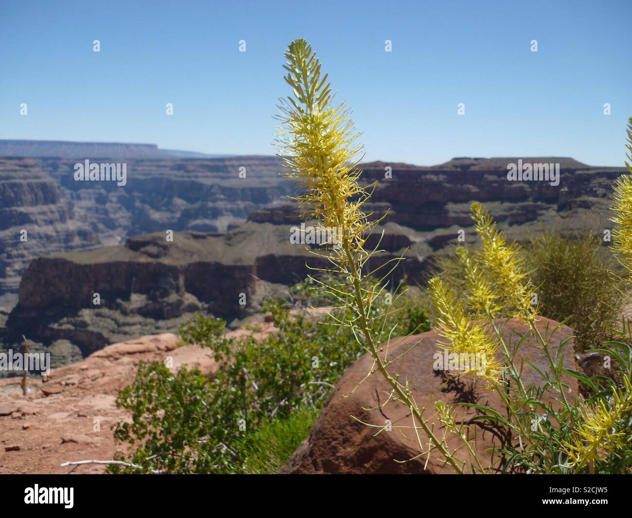 Grand Canyon flower Stock Photo - Alamy
