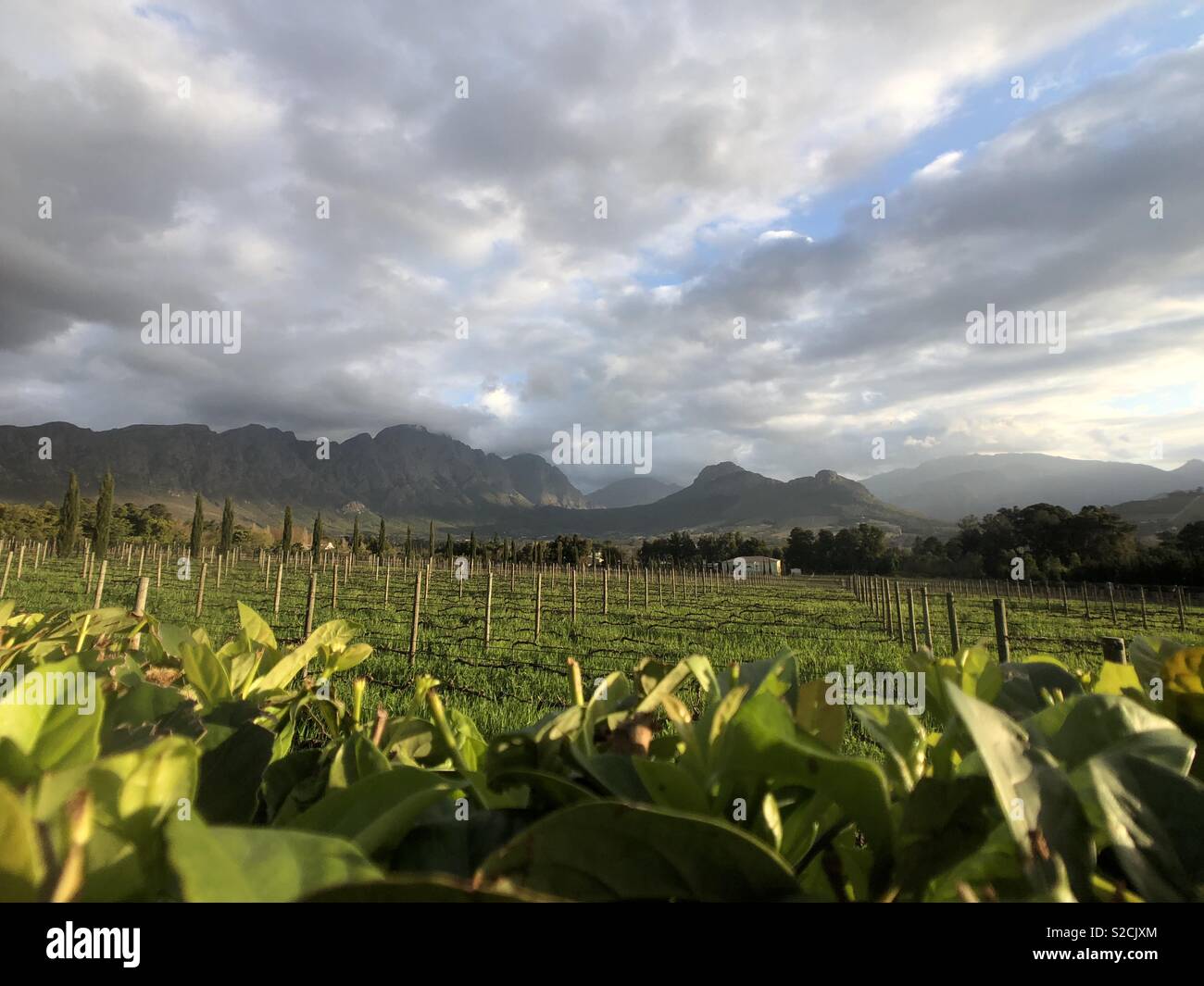 Franschhoek valley vineyard hi-res stock photography and images - Alamy