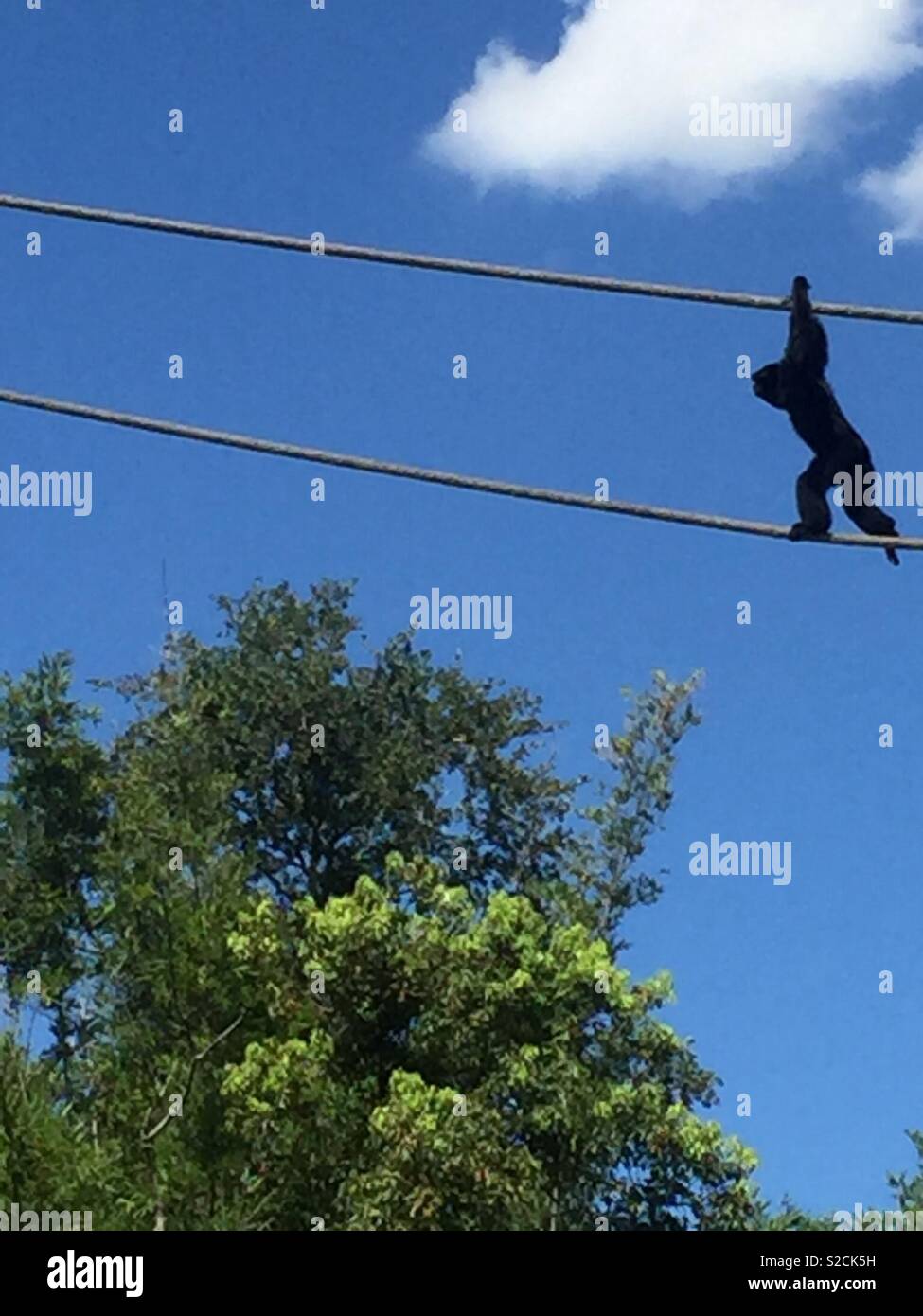 Monkey rope walk Stock Photo - Alamy