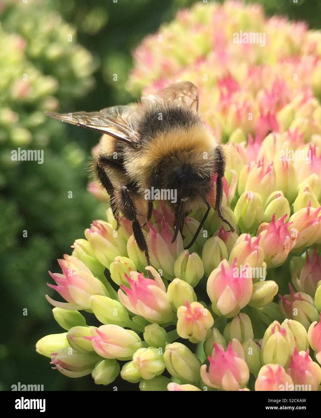 Pollen eating bee hi-res stock photography and images - Alamy