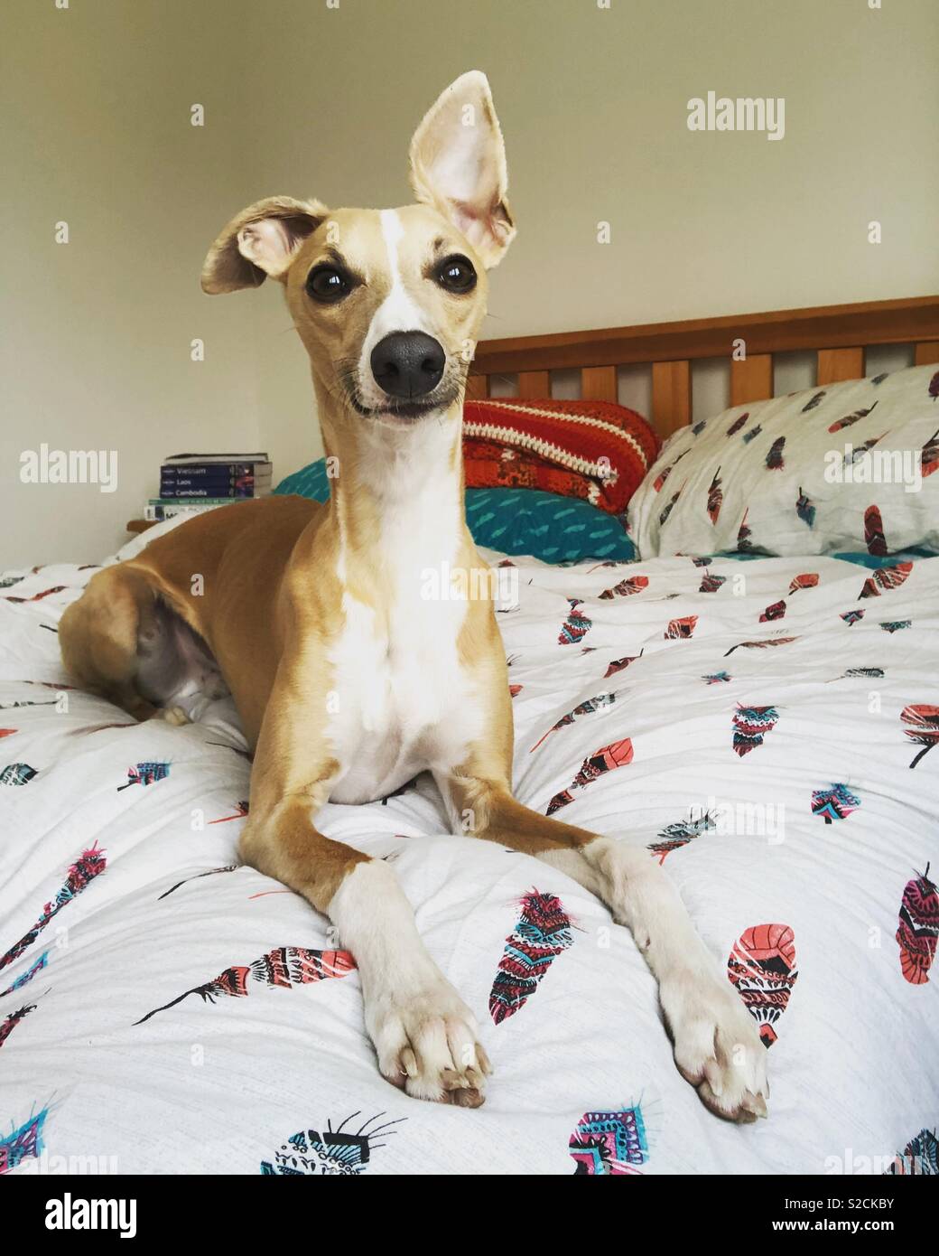 Pretty whippet hi-res stock photography and images - Alamy