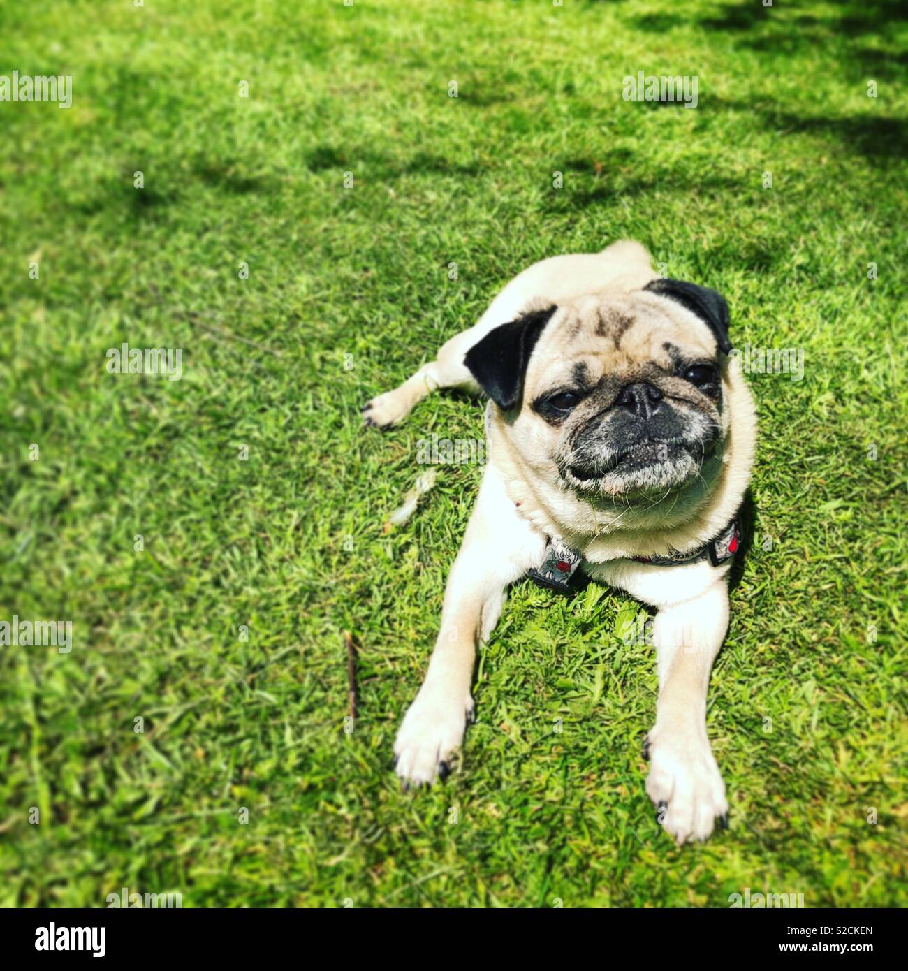 Sun on grass hi-res stock photography and images - Alamy