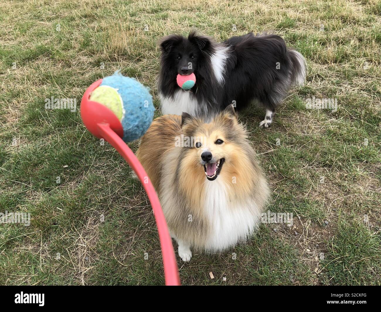 Let’s play fetch Stock Photo - Alamy