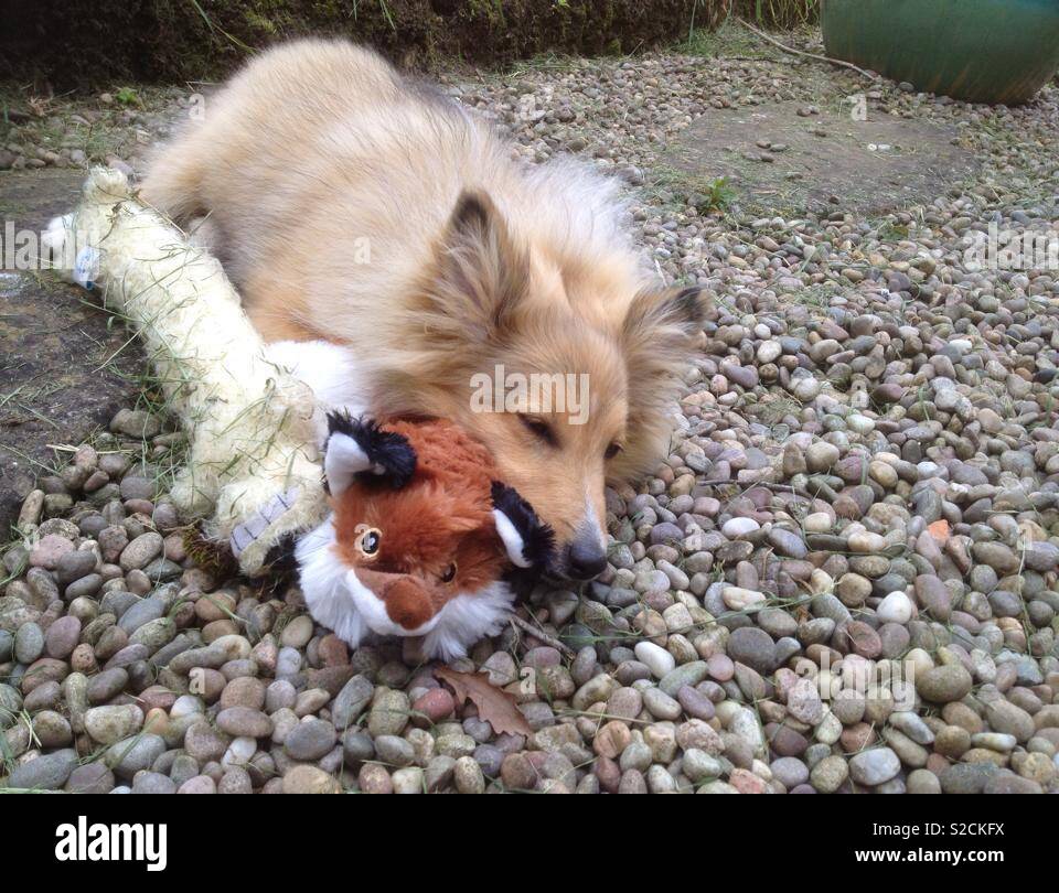 Dog and fox Stock Photo - Alamy