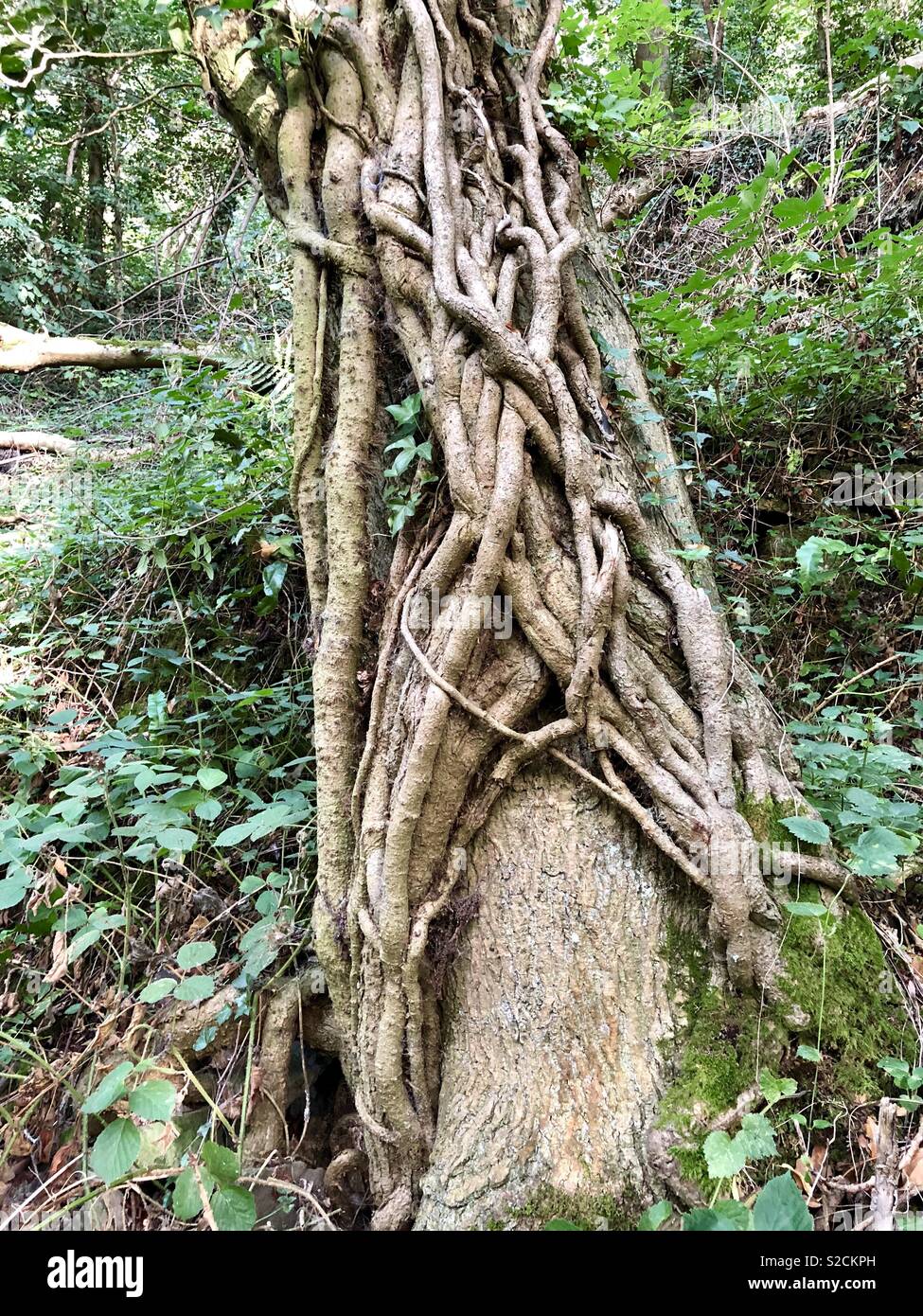 Straddling tree hi-res stock photography and images - Alamy