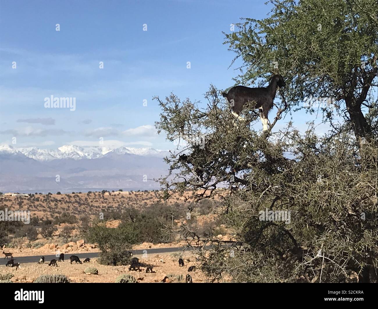 Goat in a tree hi-res stock photography and images - Alamy