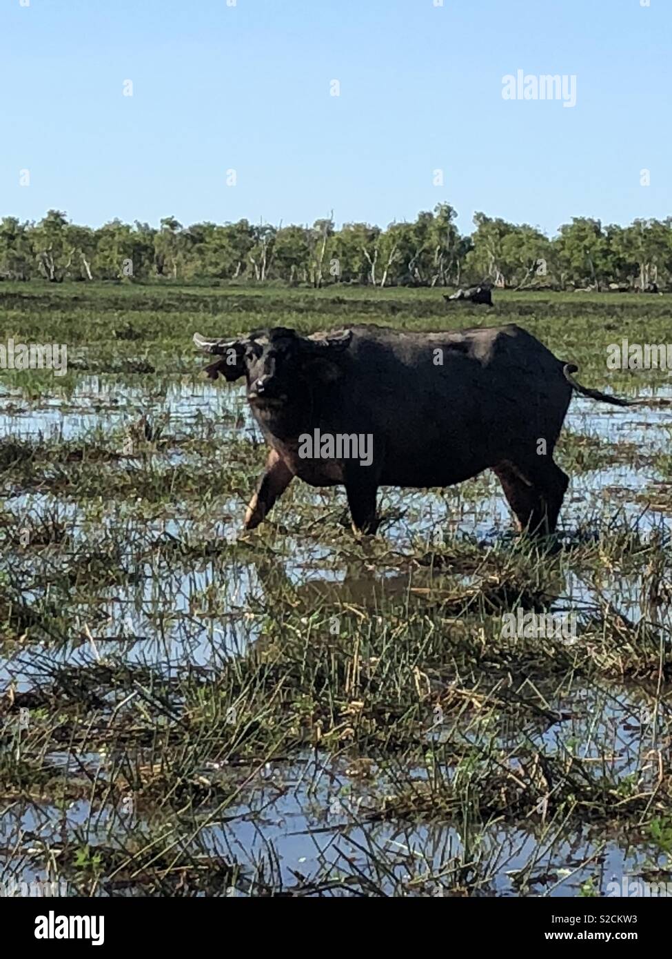 Alert water buffalo hi-res stock photography and images - Alamy