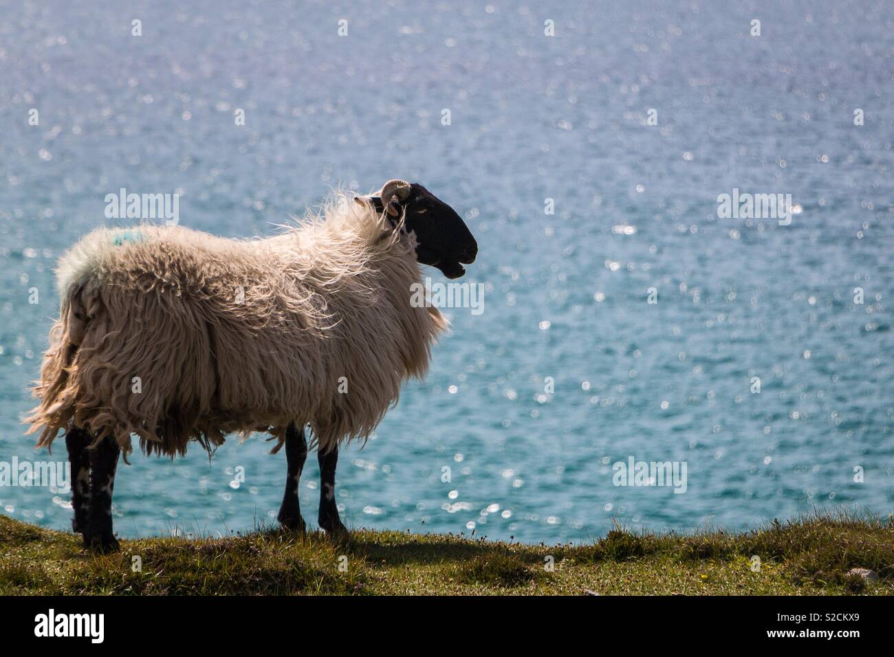 Sheep by sea hi-res stock photography and images - Alamy