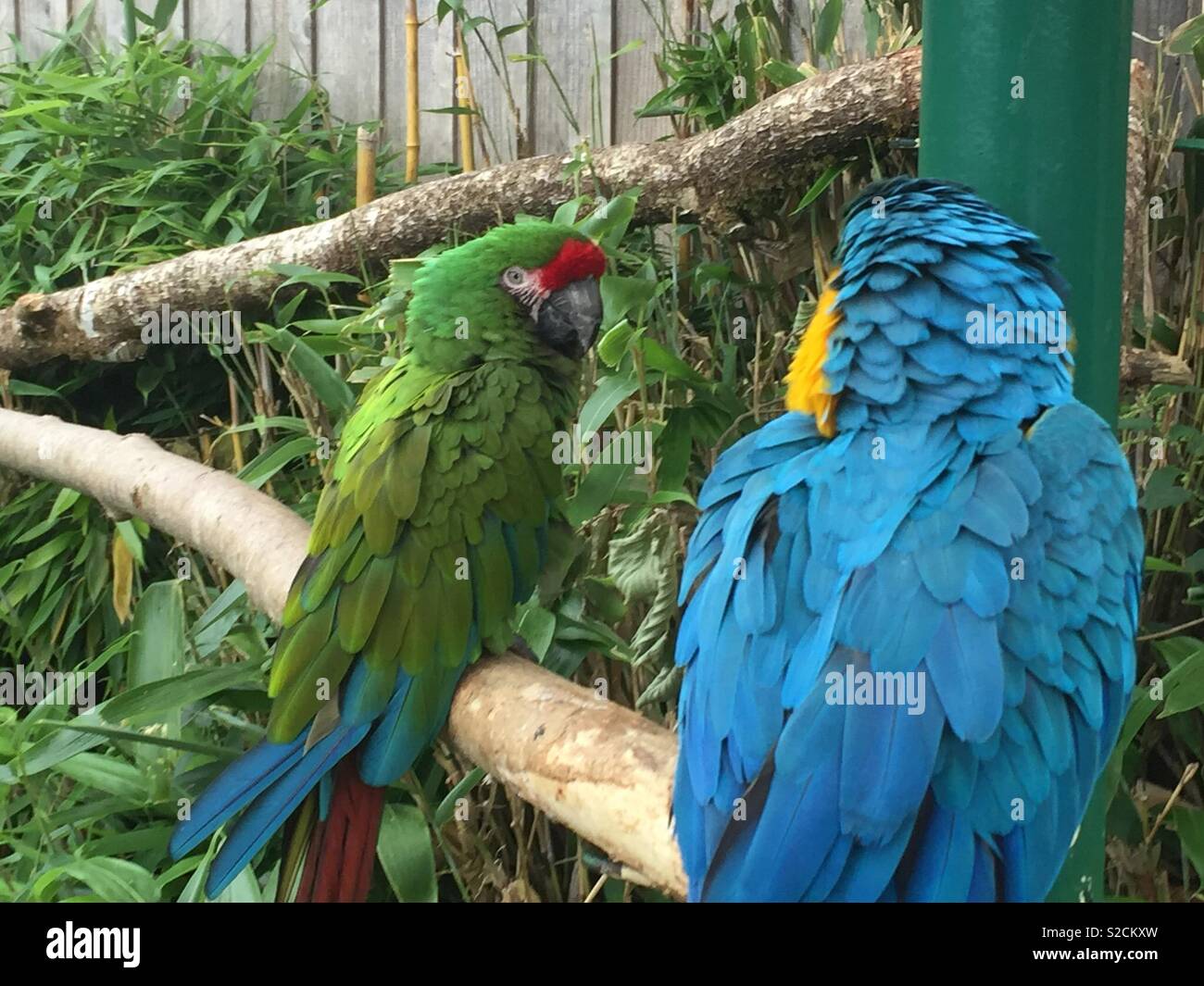 Colourful parrots hi-res stock photography and images - Alamy