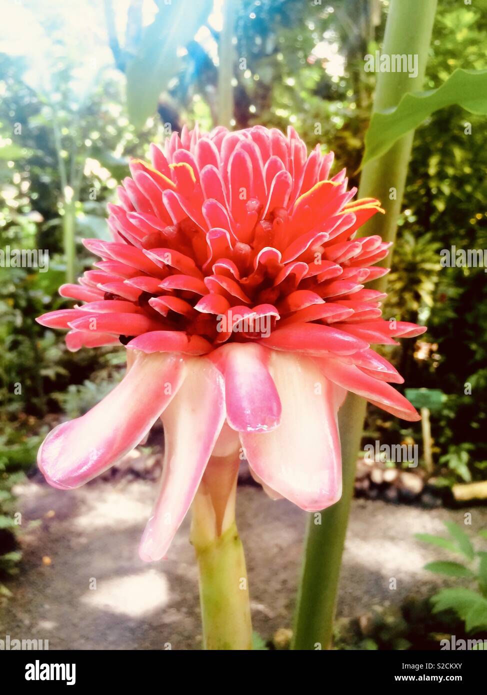 Tropical red flower hi-res stock photography and images - Alamy