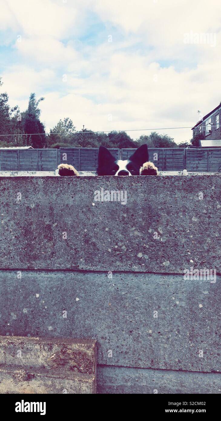 I see you buddy Stock Photo - Alamy