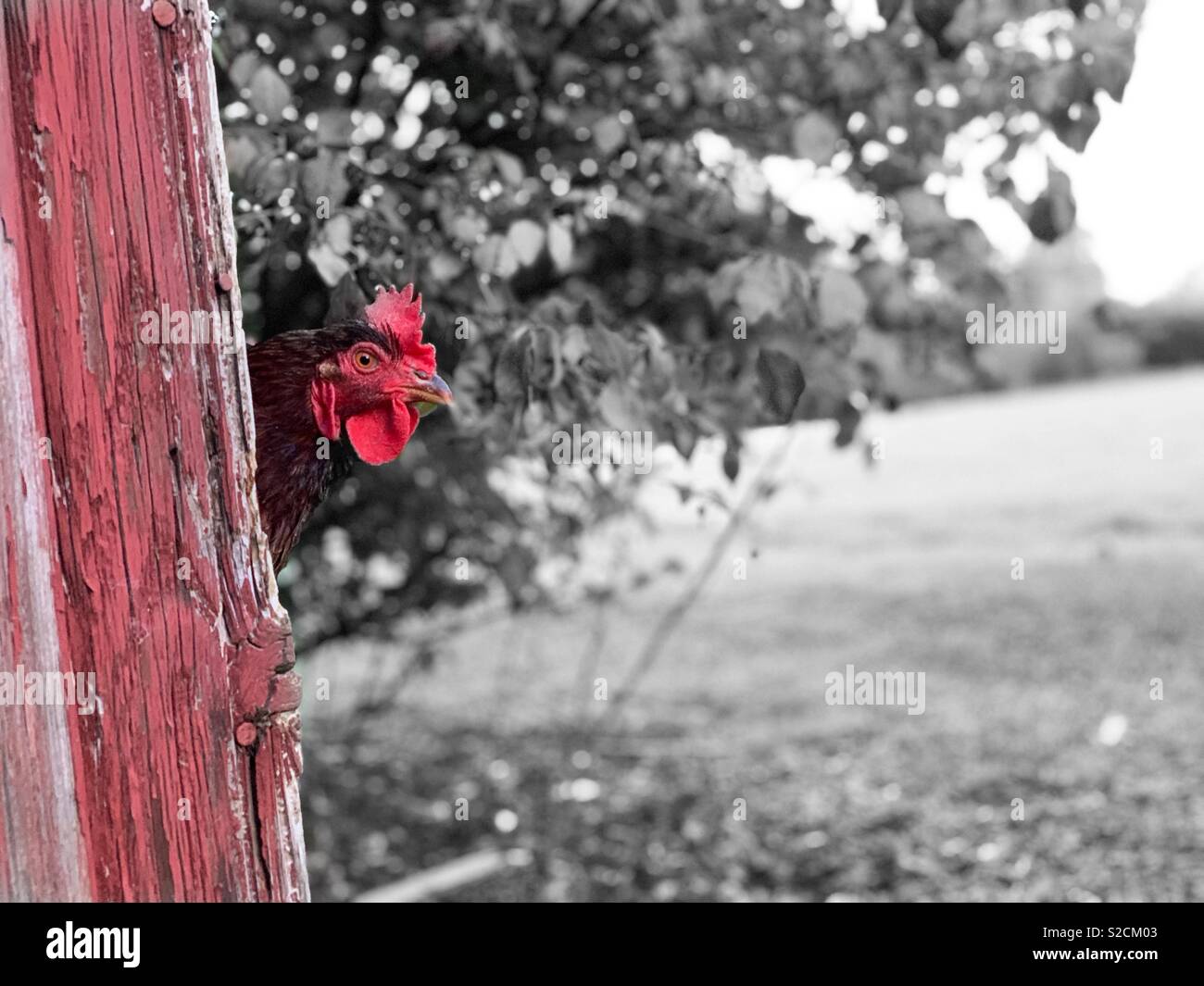 Playing chicken hi-res stock photography and images - Alamy