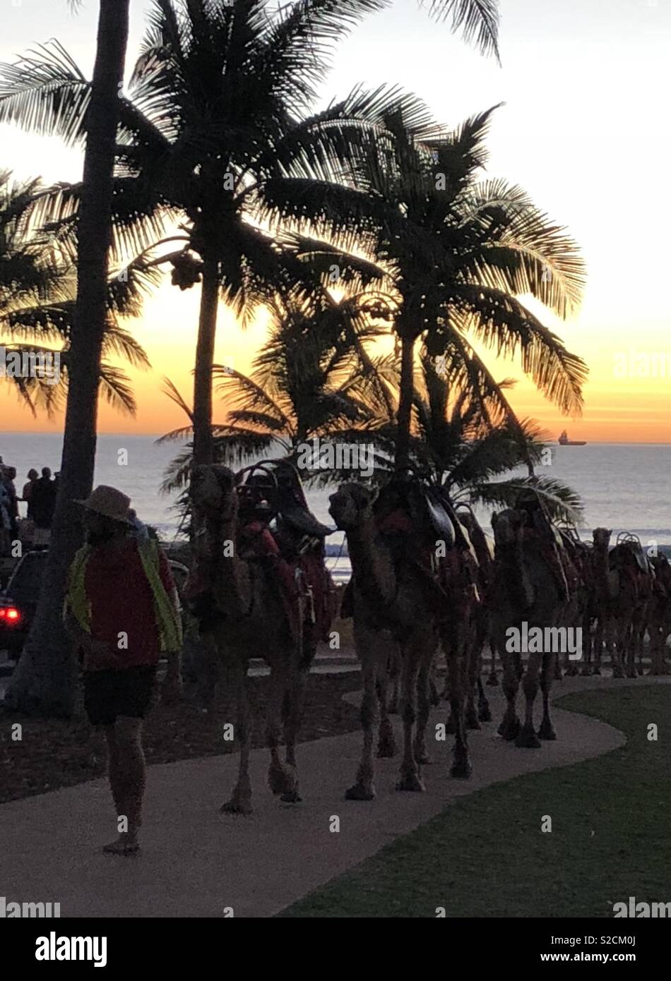 Camels palm trees hi-res stock photography and images - Alamy