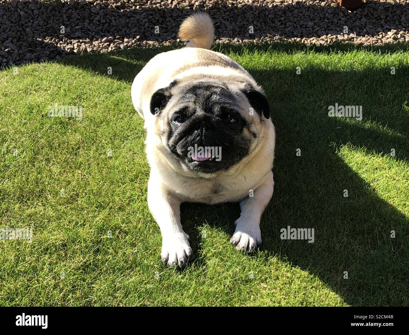 Pugster hi-res stock photography and images - Alamy