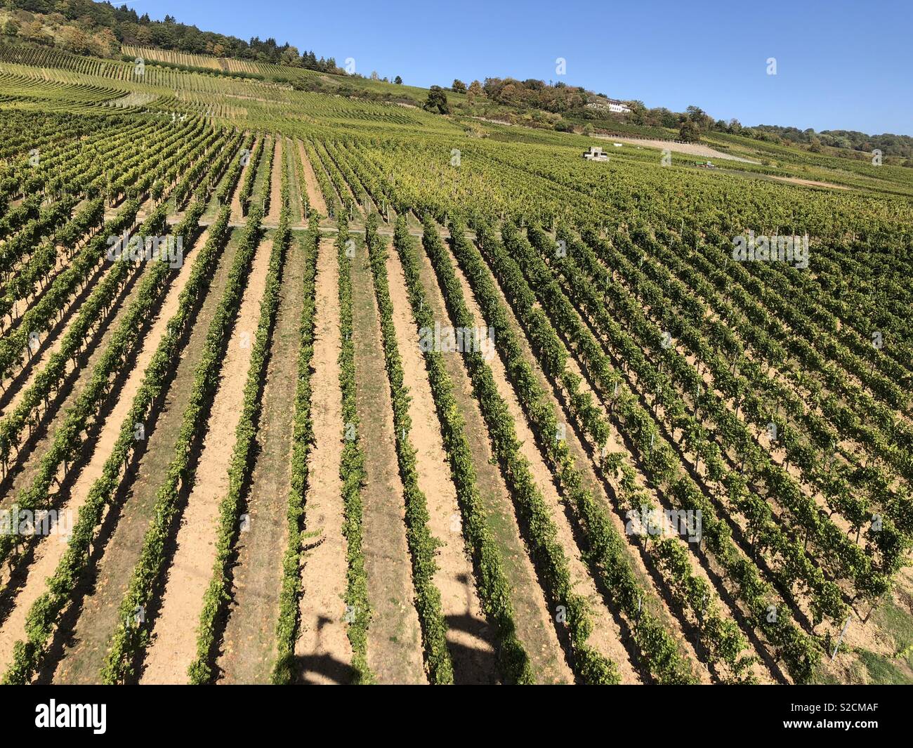 Vineyard plantation hi-res stock photography and images - Alamy