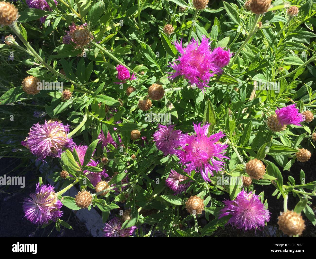 Purple Thistles High Resolution Stock Photography and Images - Alamy