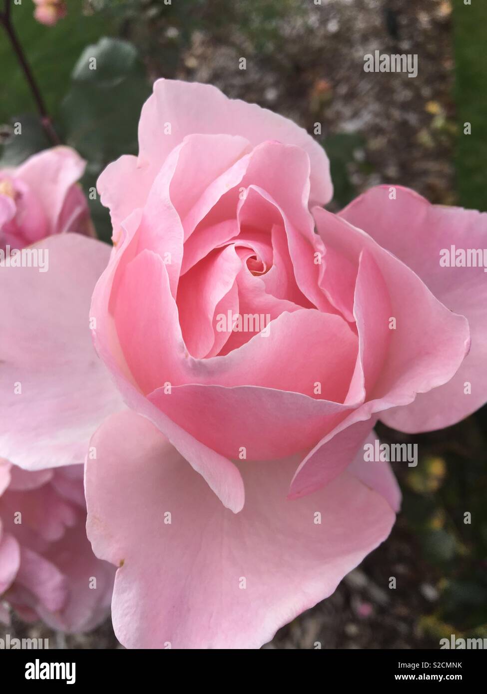 English tea rose hi-res stock photography and images - Alamy