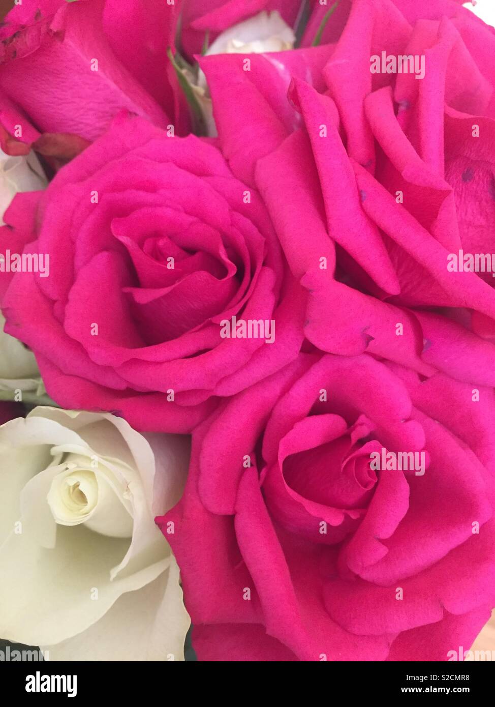 Gorgeous roses bouquet Stock Photo - Alamy