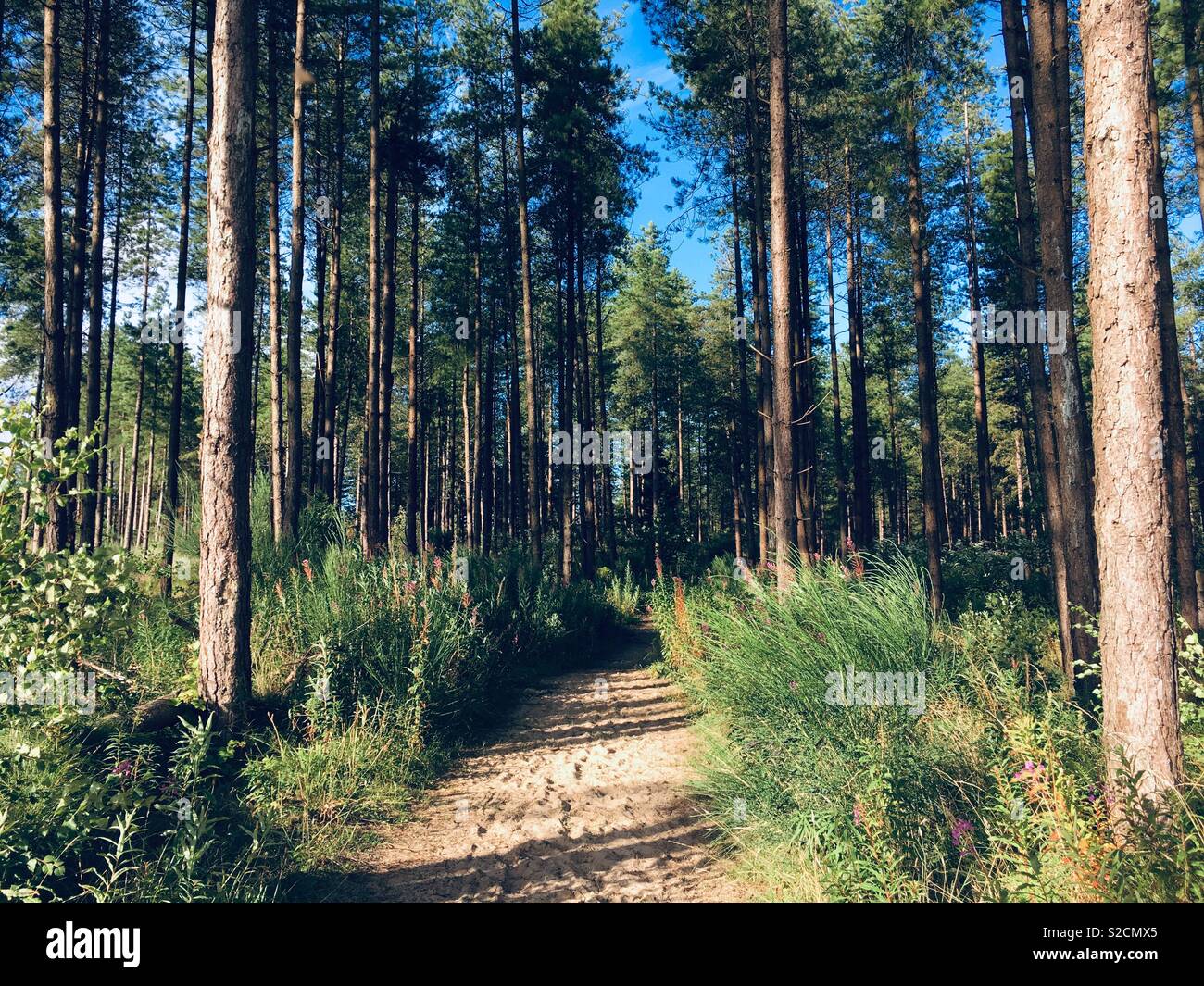 Newborough forest hi-res stock photography and images - Alamy