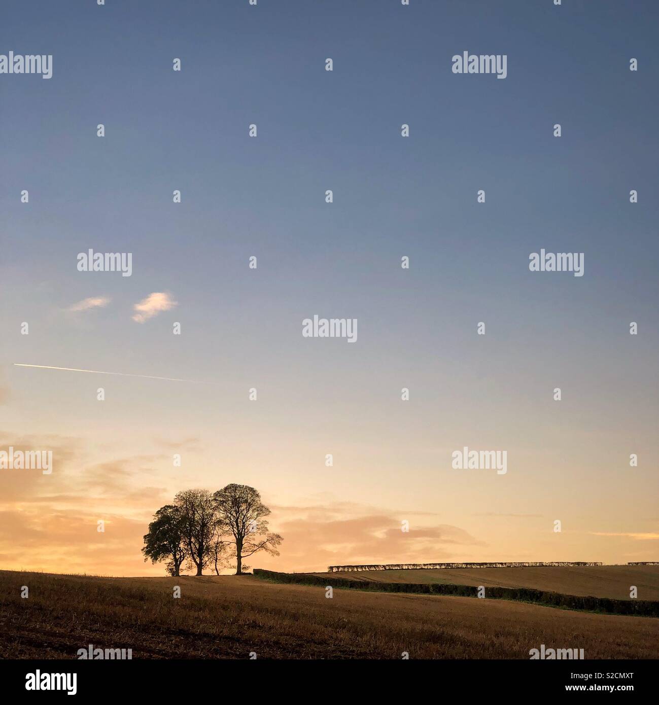 Group of trees hi-res stock photography and images - Alamy