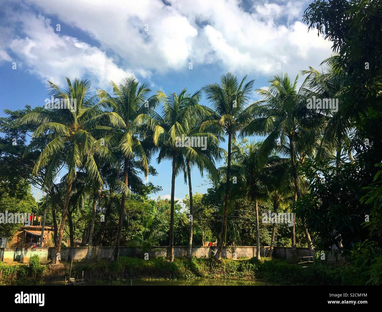 Pond-side Palm Trees - Bangladesh Stock Photo - Alamy