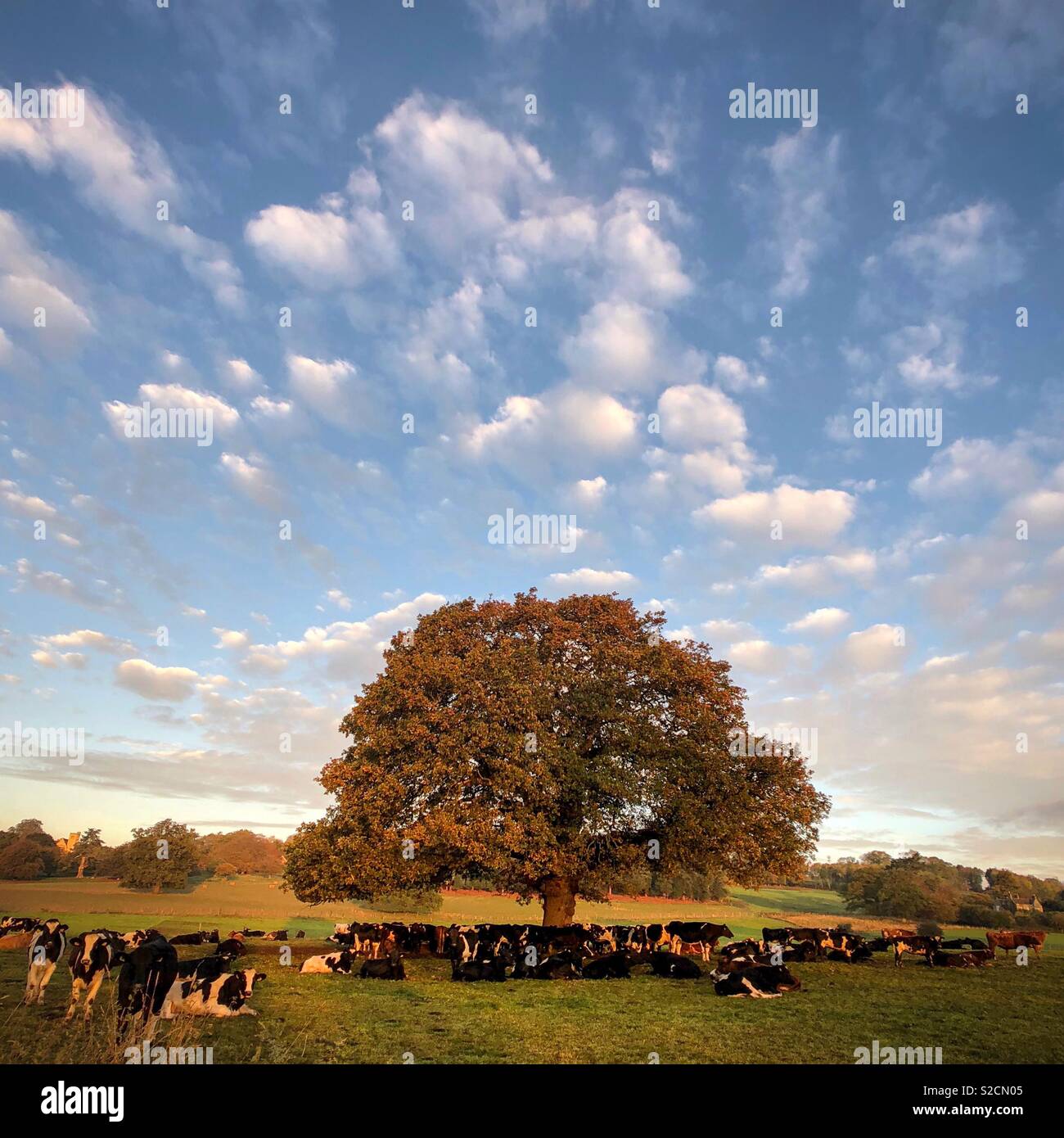Cows resting under a tree Stock Photo - Alamy
