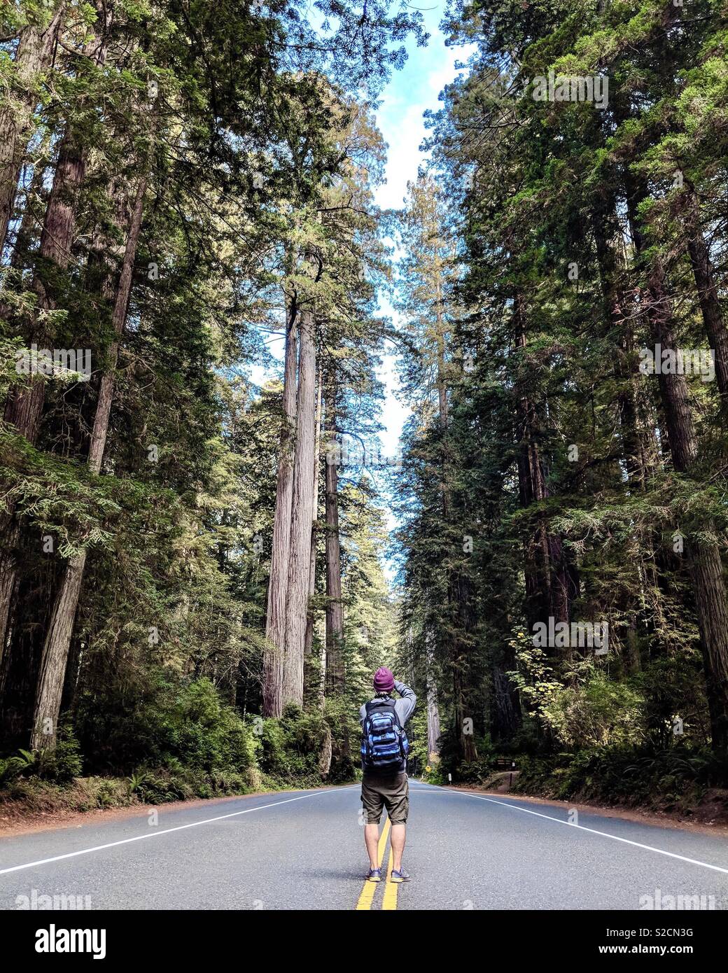 Big trees hi-res stock photography and images - Alamy