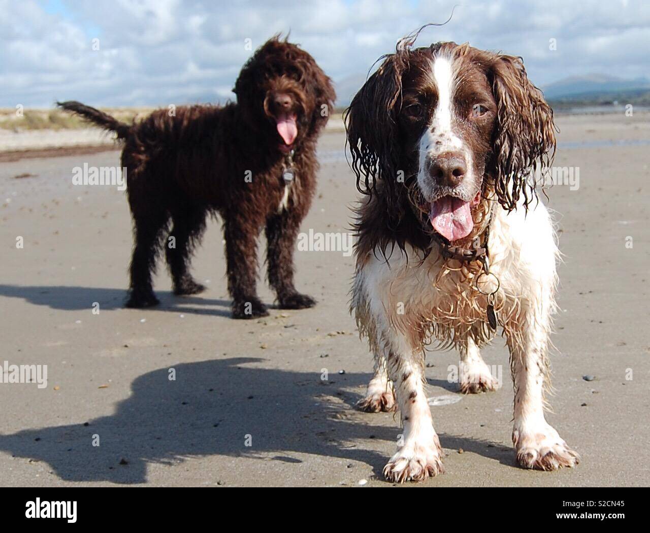 Springer and sproodle Stock Photo - Alamy