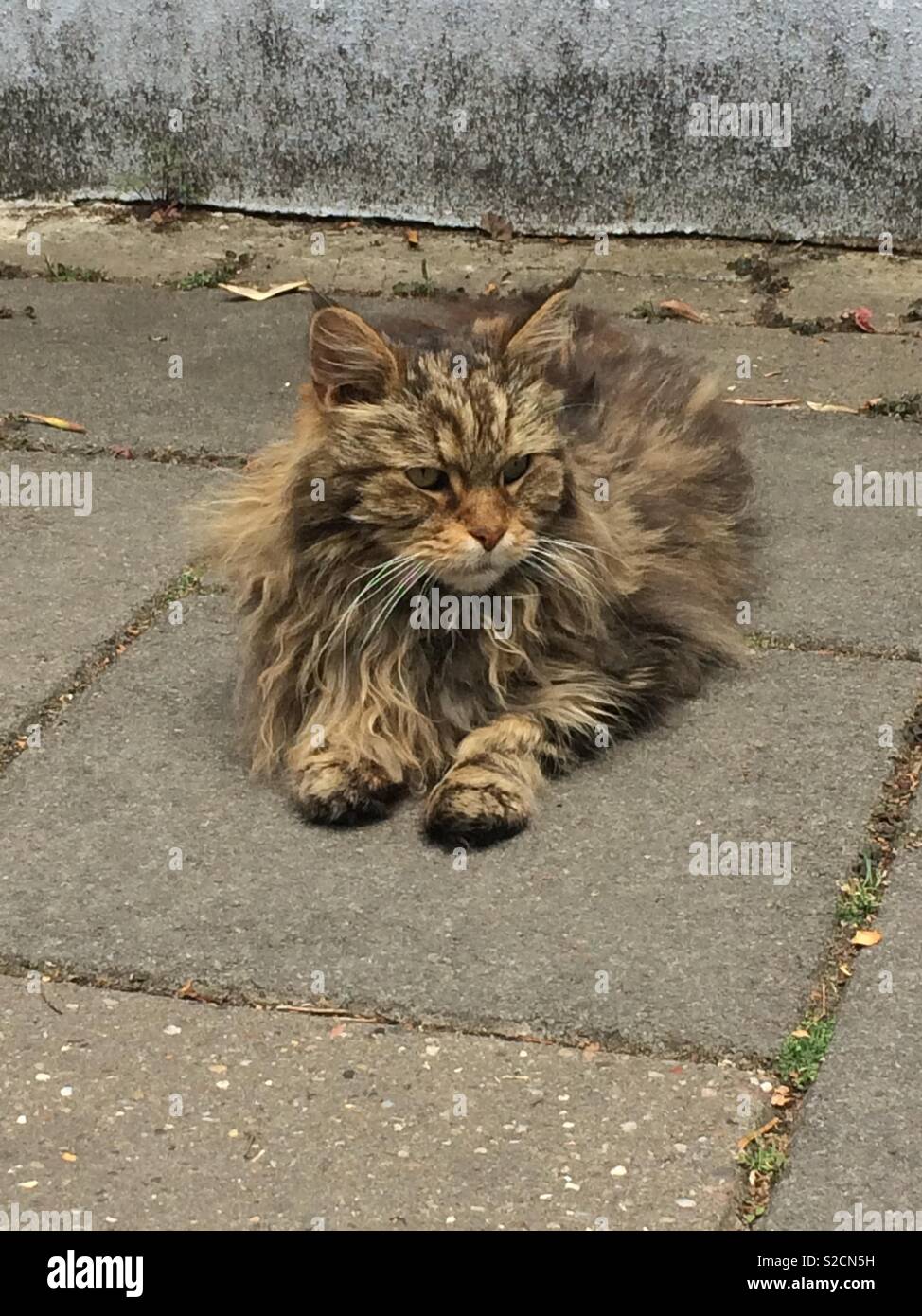 Cat (Charlie) on pavement Stock Photo - Alamy