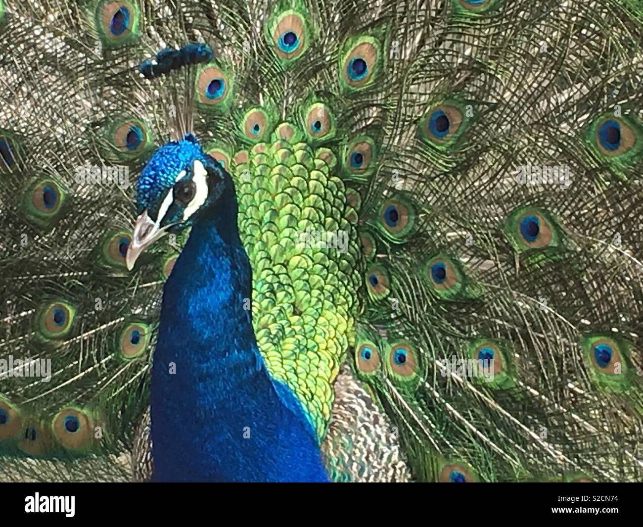Peacock side view, displaying feathers Stock Photo - Alamy