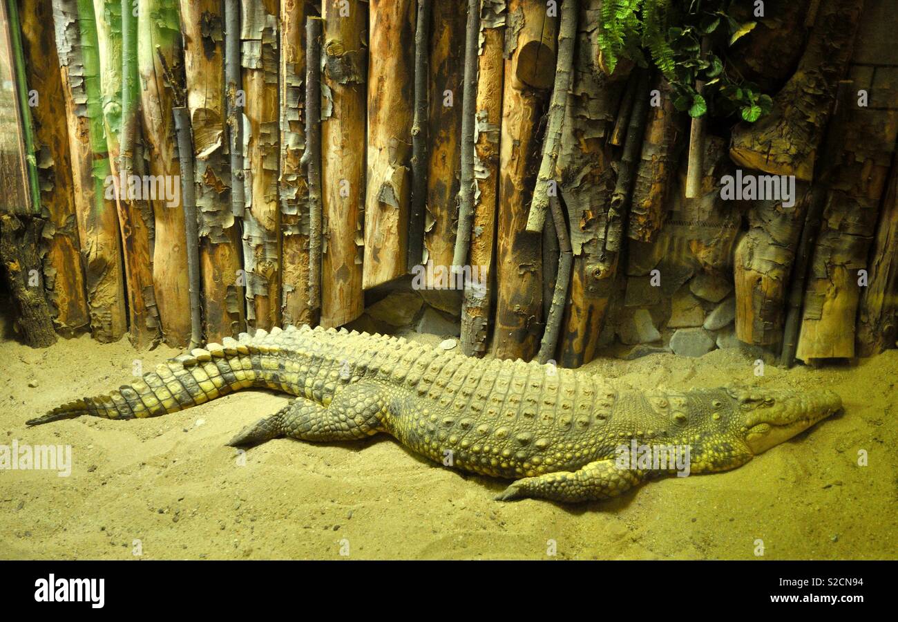 Crocodile at Zoo Stock Photo - Alamy