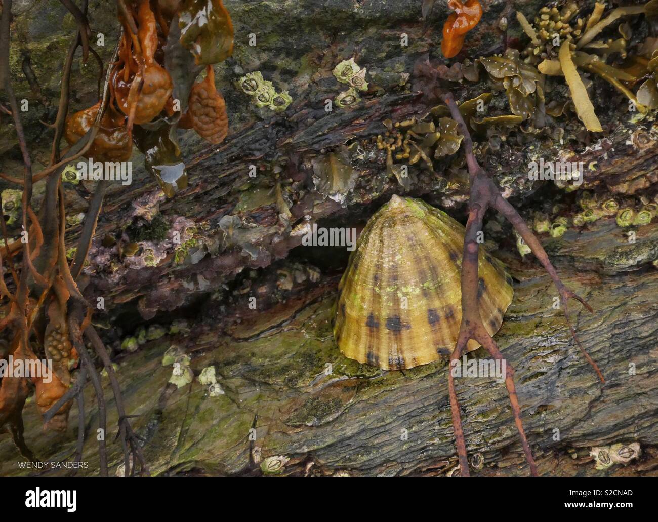 Rock pool creatures hi-res stock photography and images - Alamy