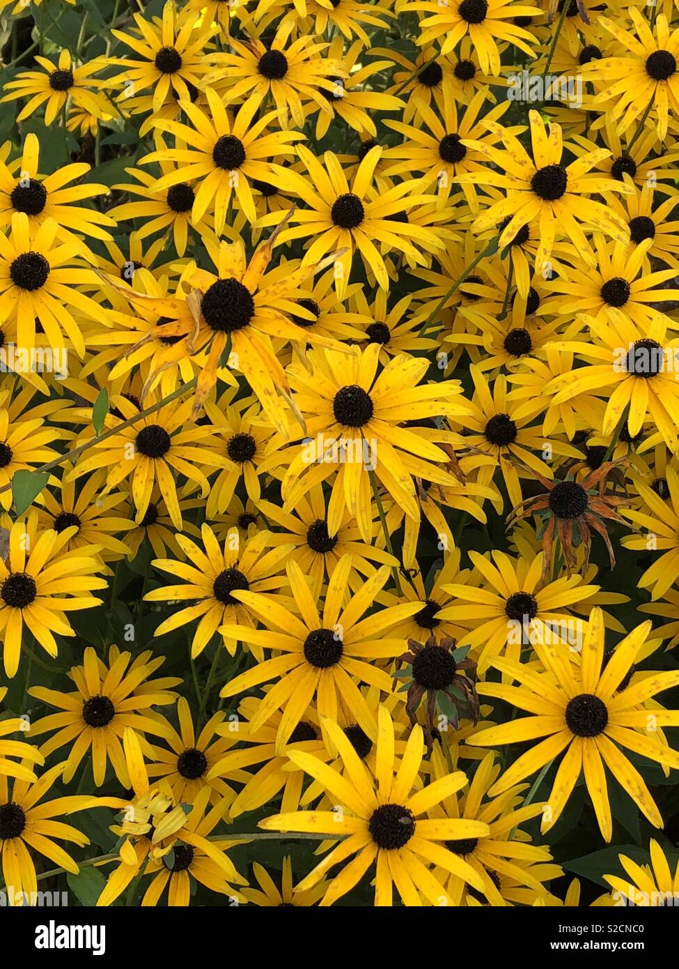 Yellow flowers in the sun Stock Photo - Alamy