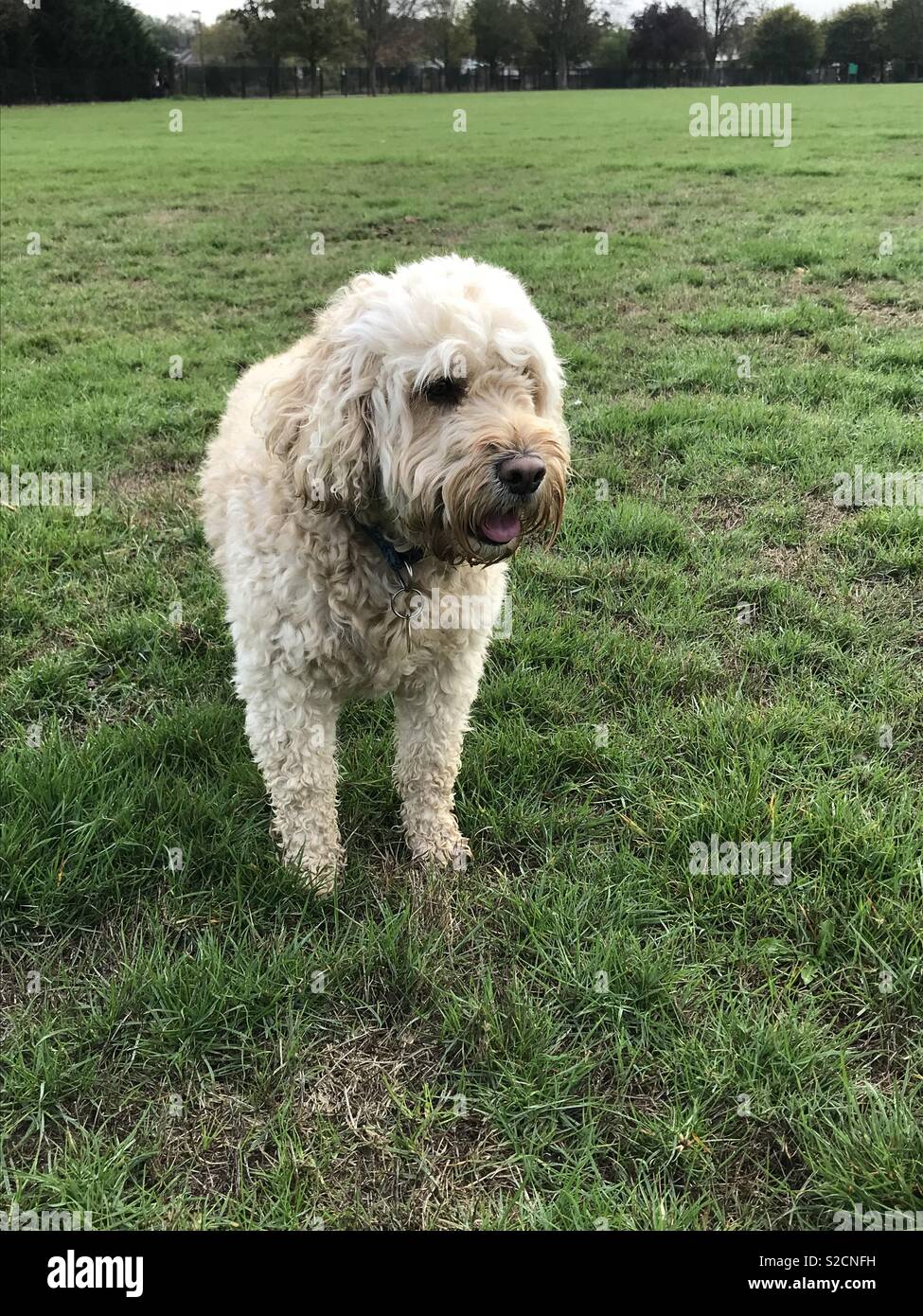 Apricot dog hi-res stock photography and images - Alamy