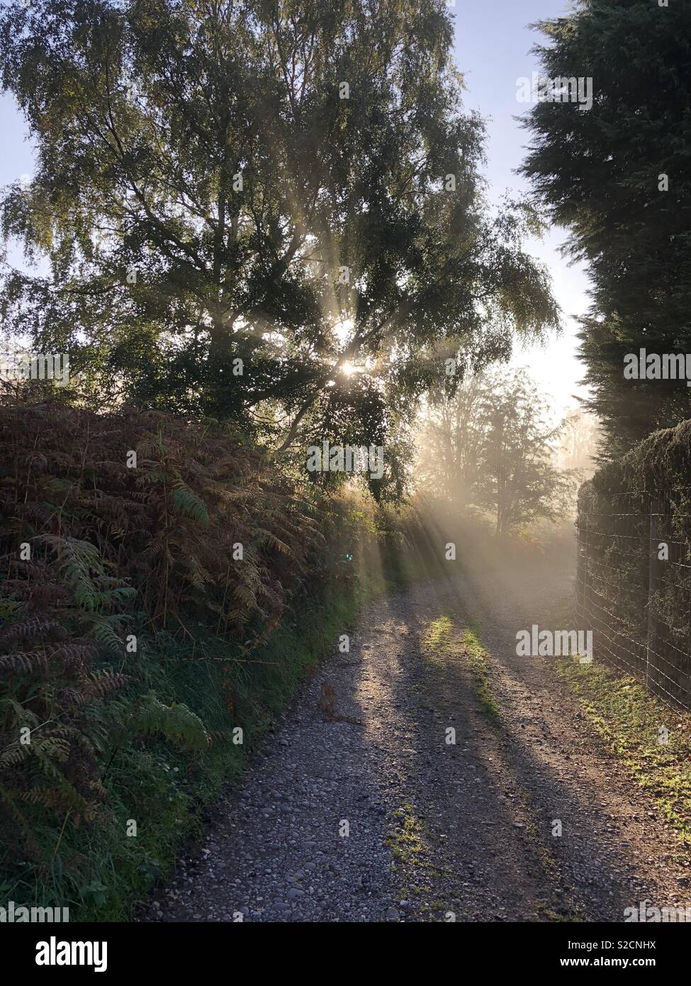Early morning sun shining through trees Stock Photo - Alamy