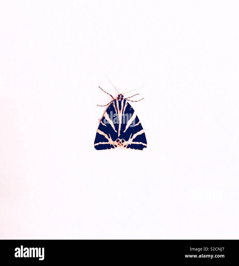 Tiger moth with striped markings on a plain wall Stock Photo - Alamy