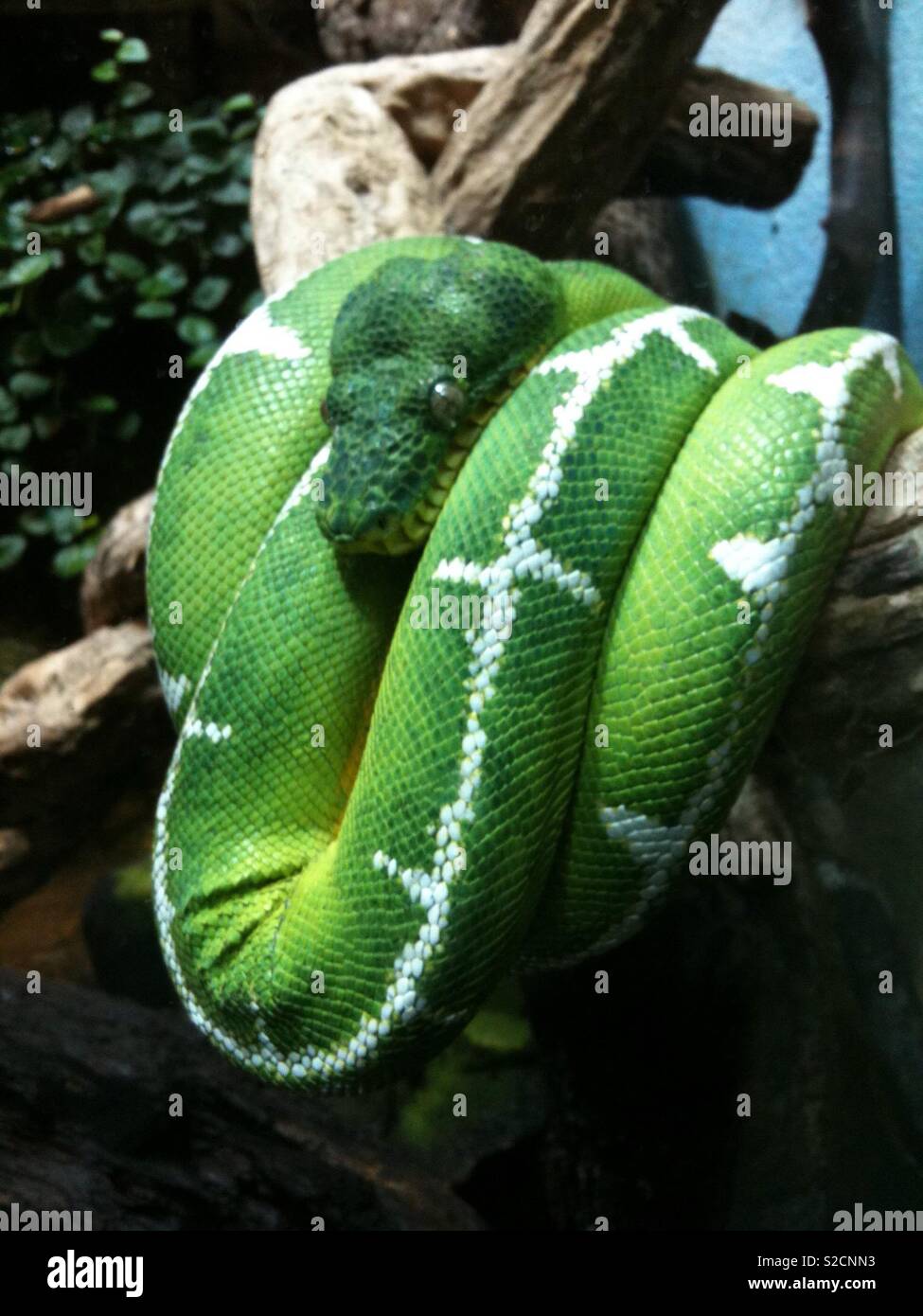 Snake london zoo hi-res stock photography and images - Alamy