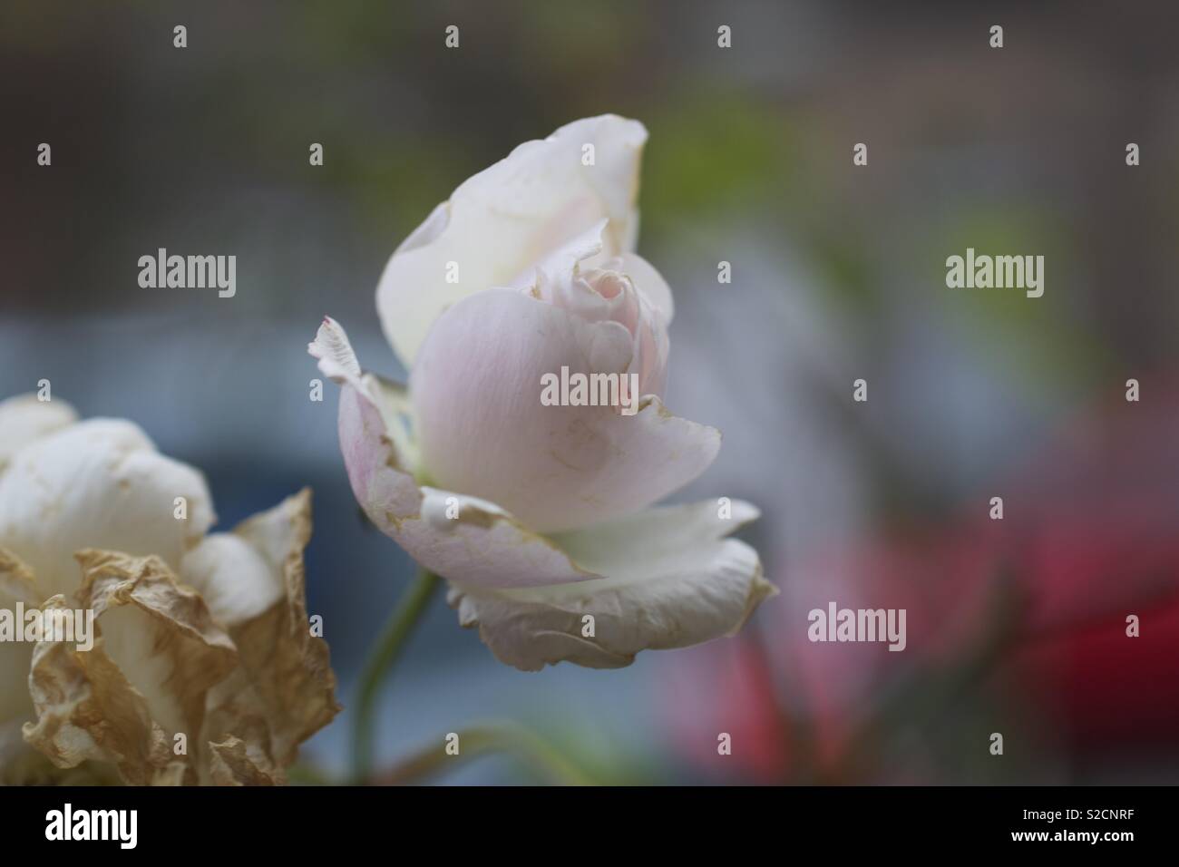 Dying rose hi-res stock photography and images - Alamy