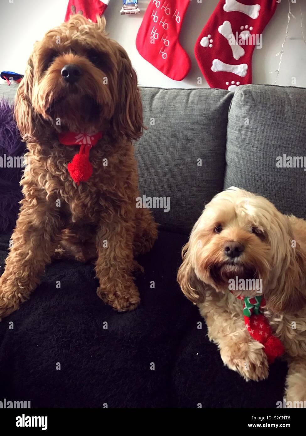 Cockapoo christmas hi-res stock photography and images - Alamy