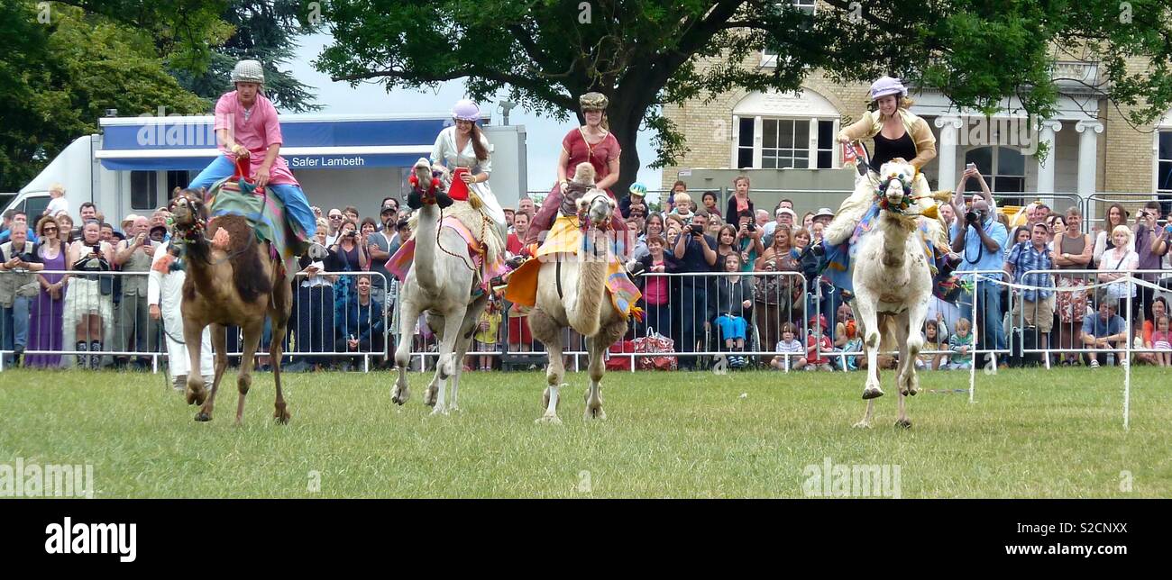 Racing camels hi-res stock photography and images - Alamy