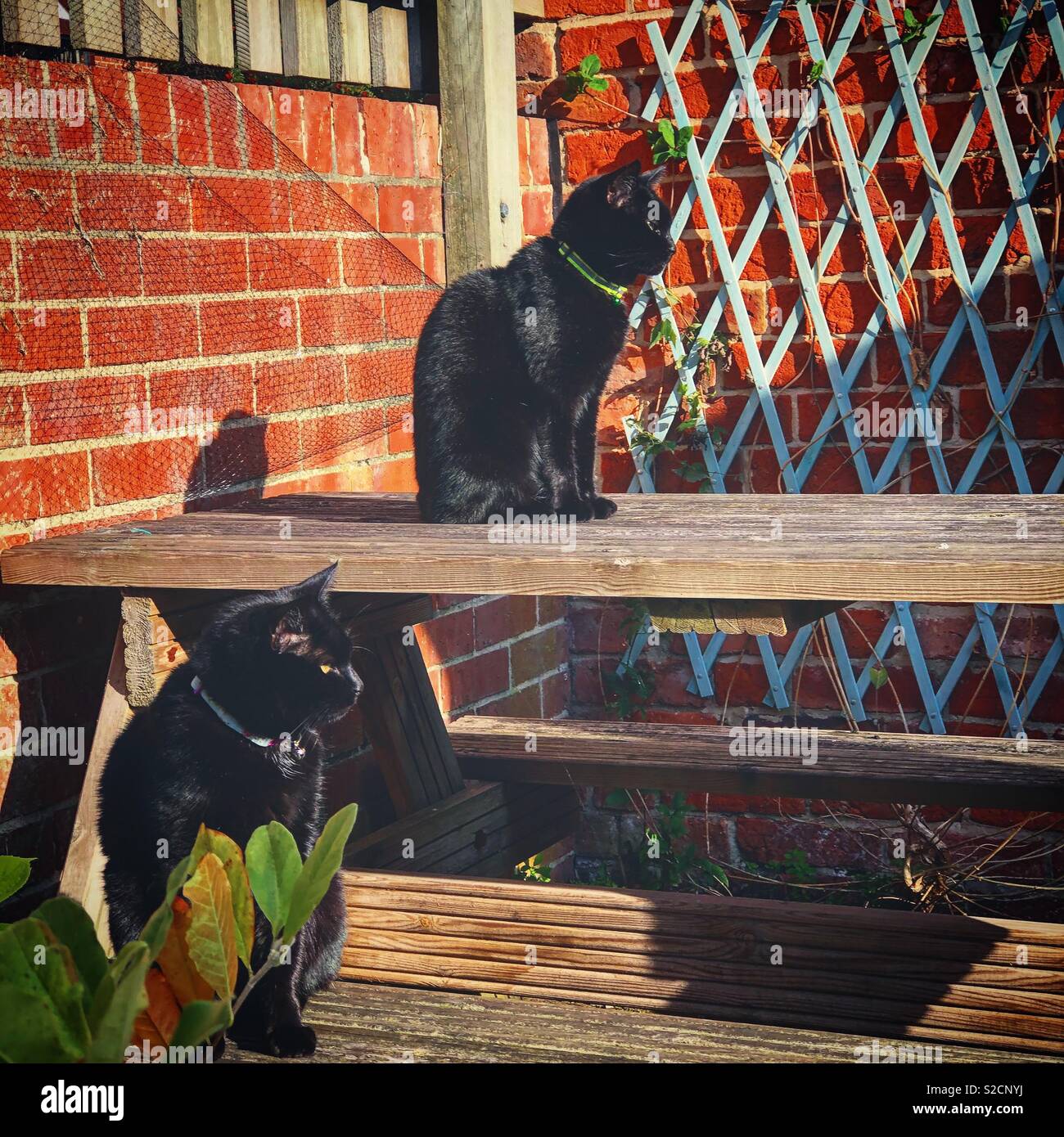 My two cats Stock Photo - Alamy
