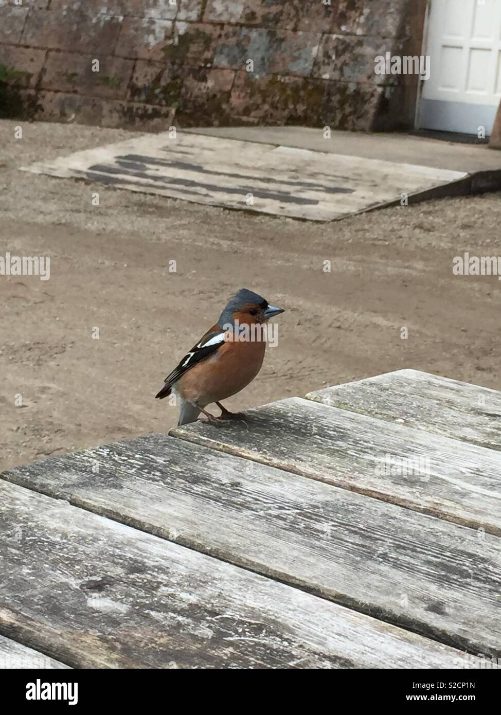 Bird on table Stock Photo - Alamy